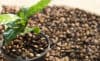 How to Grow a Coffee Plant At Home - A Useful Guide - Craft Coffee Guru
