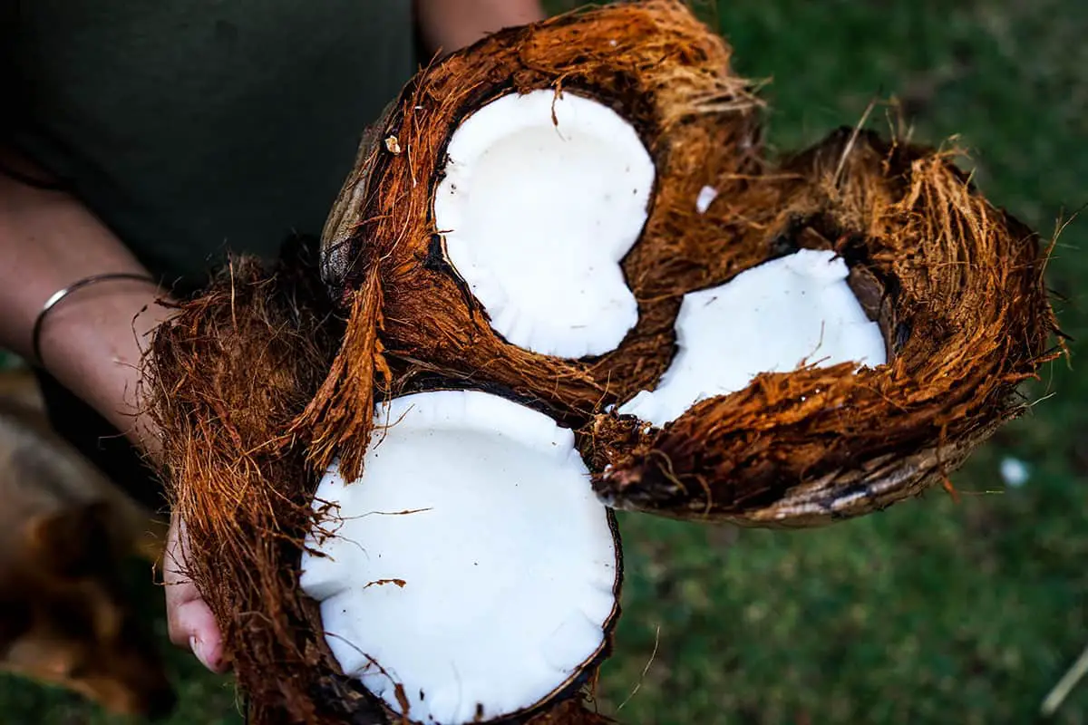 Coconut Oil Coffee: Benefits, Recipe, and Tips for a Healthier Brew