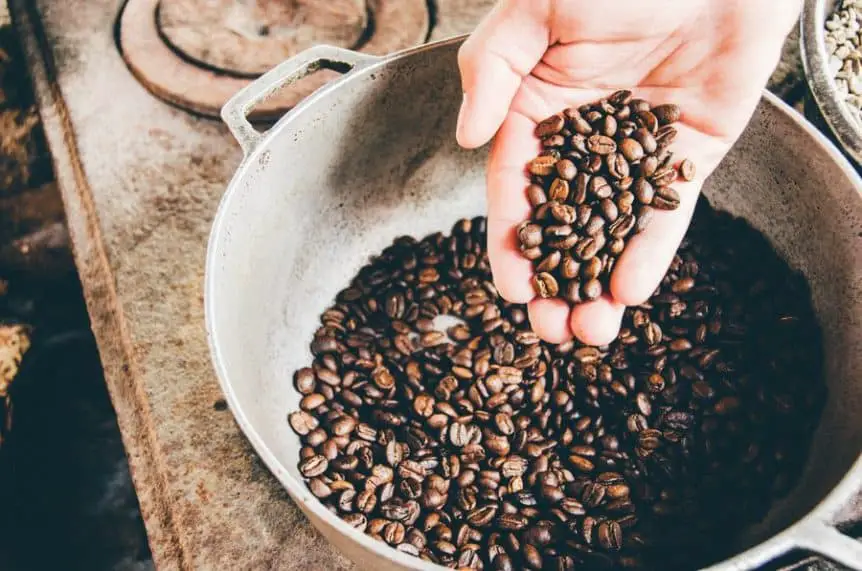 What is The Anatomy Of A Coffee Bean - Craft Coffee Guru