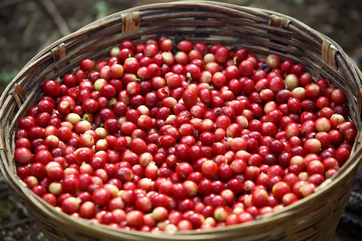 Costa Rica Coffee Pickers: A Day in The Life - Craft Coffee Guru