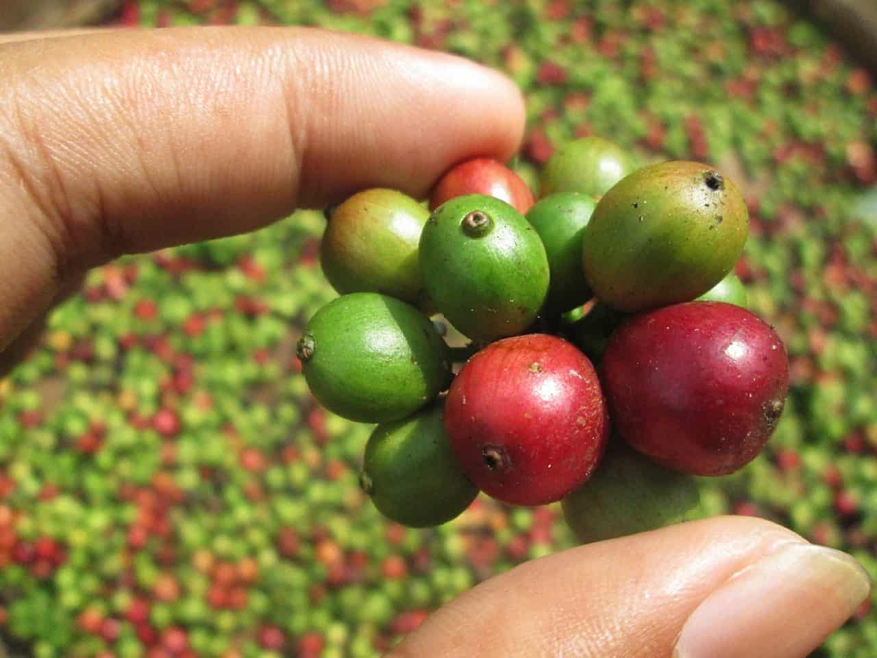 Costa Rica Coffee Pickers: A Day in The Life - Craft Coffee Guru
