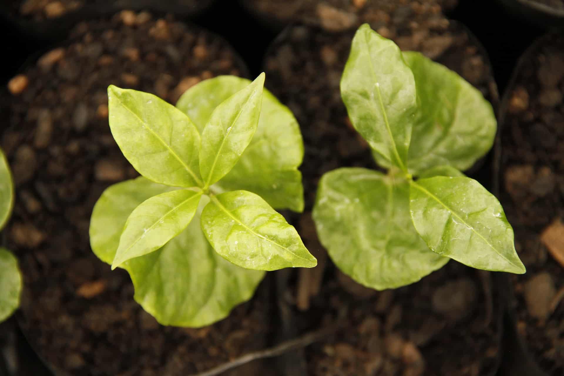 Coffee Leaf Tea: A Sustainable, Healthy Drink - Craft Coffee Guru